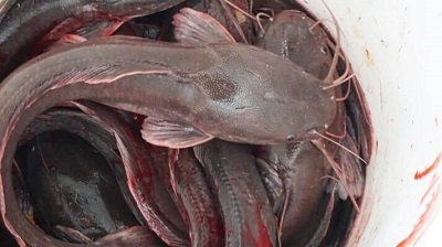 Fisheries Commission calls for greater investment in catfish farming ...