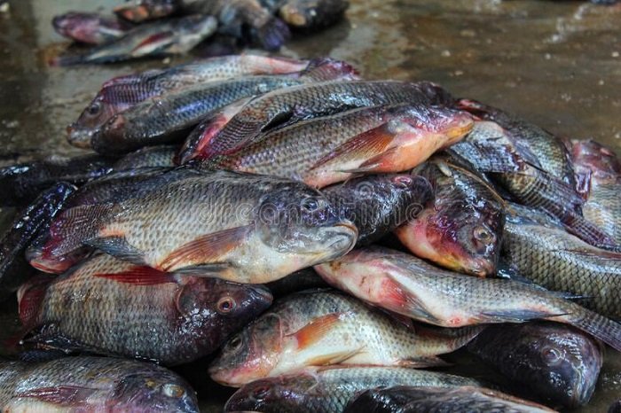 Expert provides solution to Ghana’s declining fish stock - Ghanaian Times